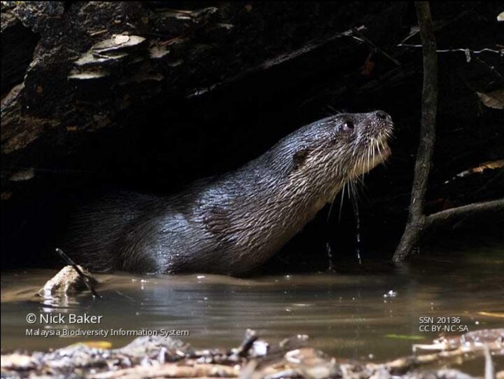 World Otter Day: Let’s Turn Awareness into Action : Habitat Foundation